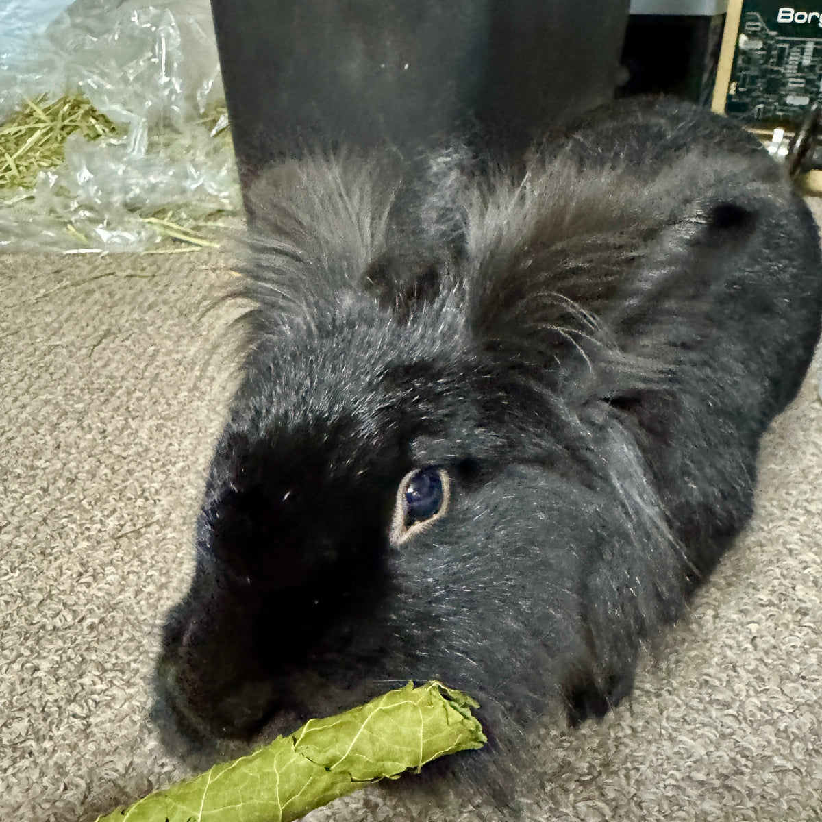 Food4Buns Mulberry bunny Degu rabbit chinchilla guinea pig treat ...